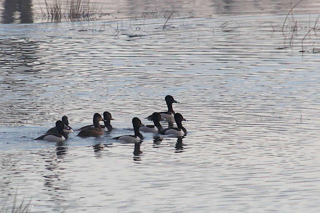 True birding practices worth full attention | News, Sports, Jobs ...